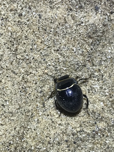 Eusattus dilatatus · iNaturalist