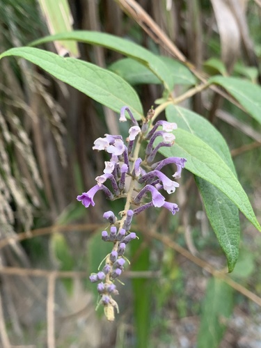 Buddleja curviflora · iNaturalist Mexico
