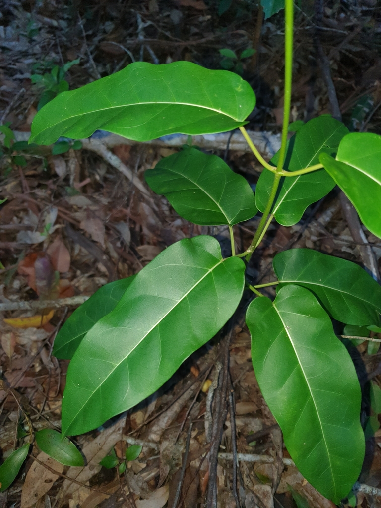 Common Milk Vine from Currumbin Valley QLD 4223, Australia on November ...