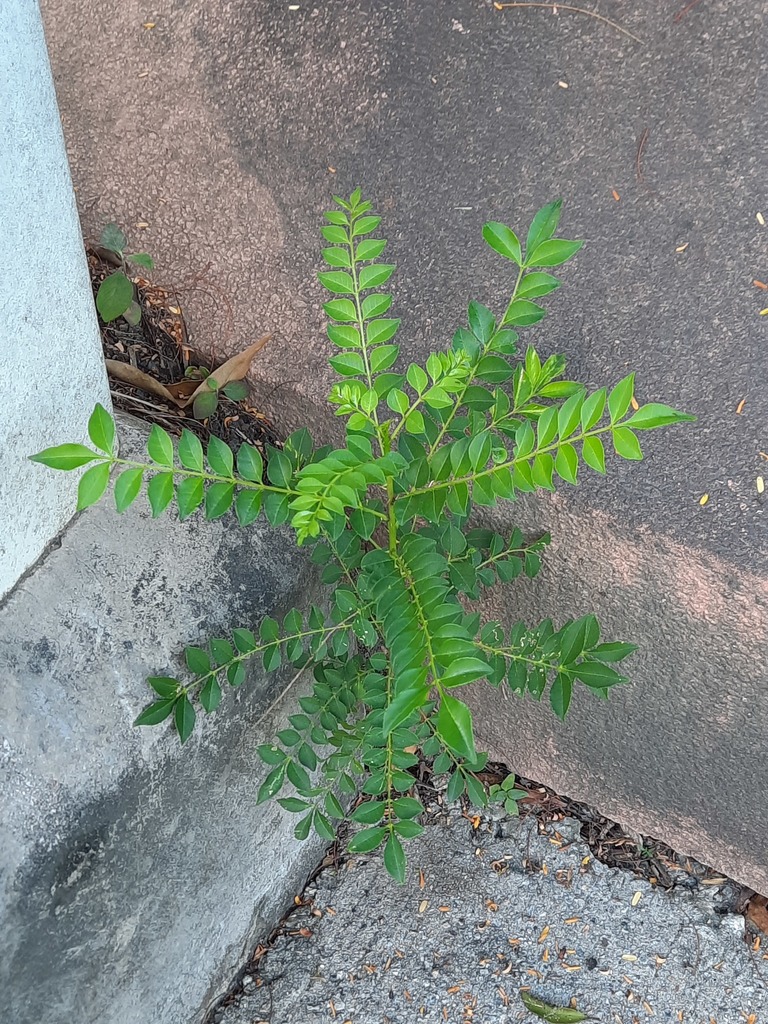 Mascarene Island leaf-flower from 香港火炭樂霞坊 on November 02, 2021 at 04:39 ...