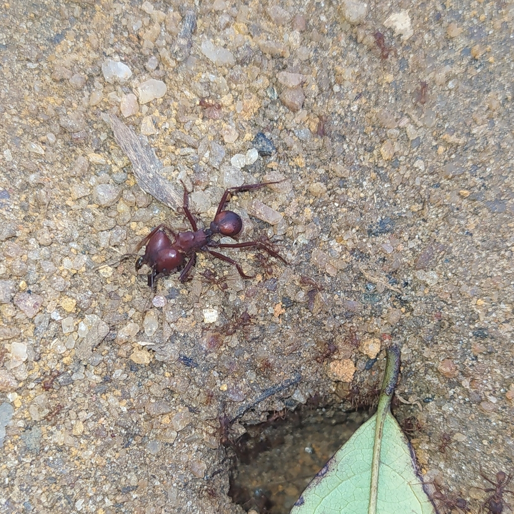 Atta robusta in November 2021 by Mattheus Begali · iNaturalist
