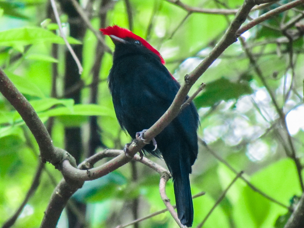 Helmeted Manakin from Jardim Vila Bela, Rio Claro - SP, Brasil on ...