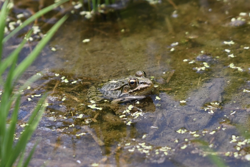 Black-spotted Frog in June 2020 by Juugee Nergui · iNaturalist