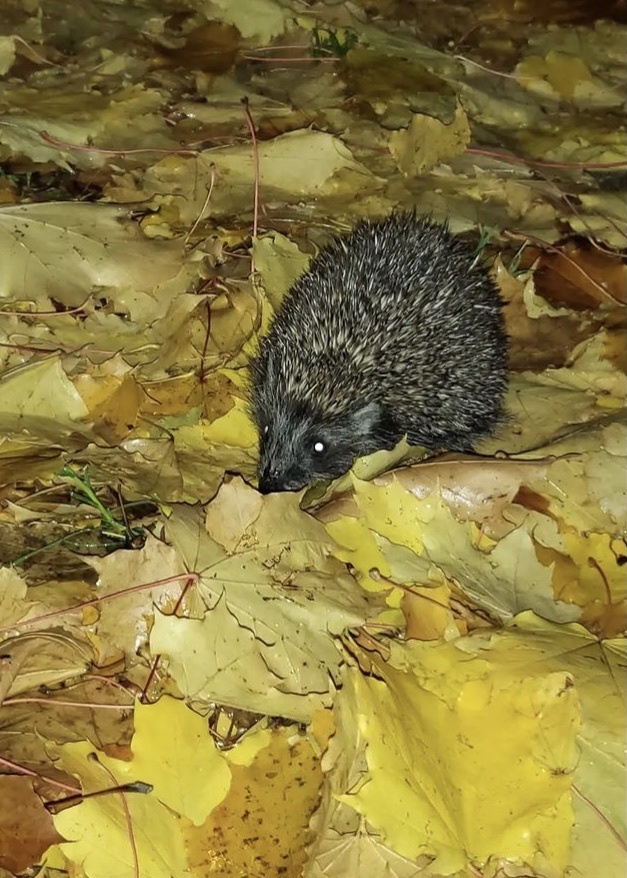 Woodland Hedgehogs from Stadtpark, Graz, Steiermark, AT on November 03 ...