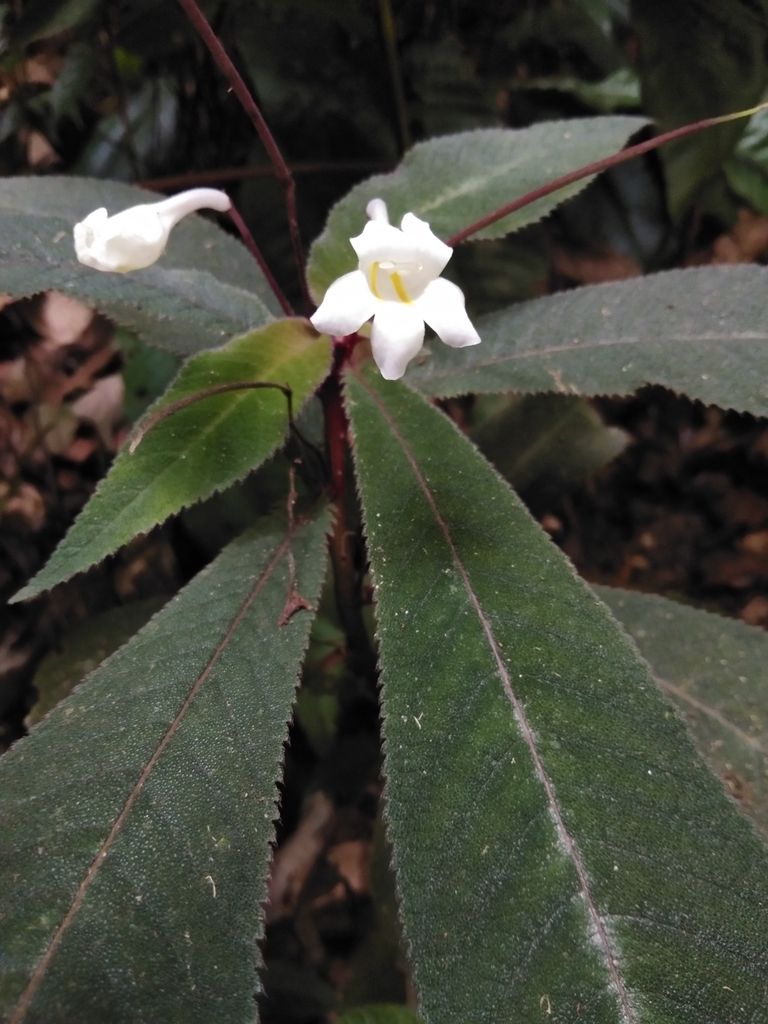 Codonoboea platypus from Gunung Berembun Trailhead on November 4, 2021 ...