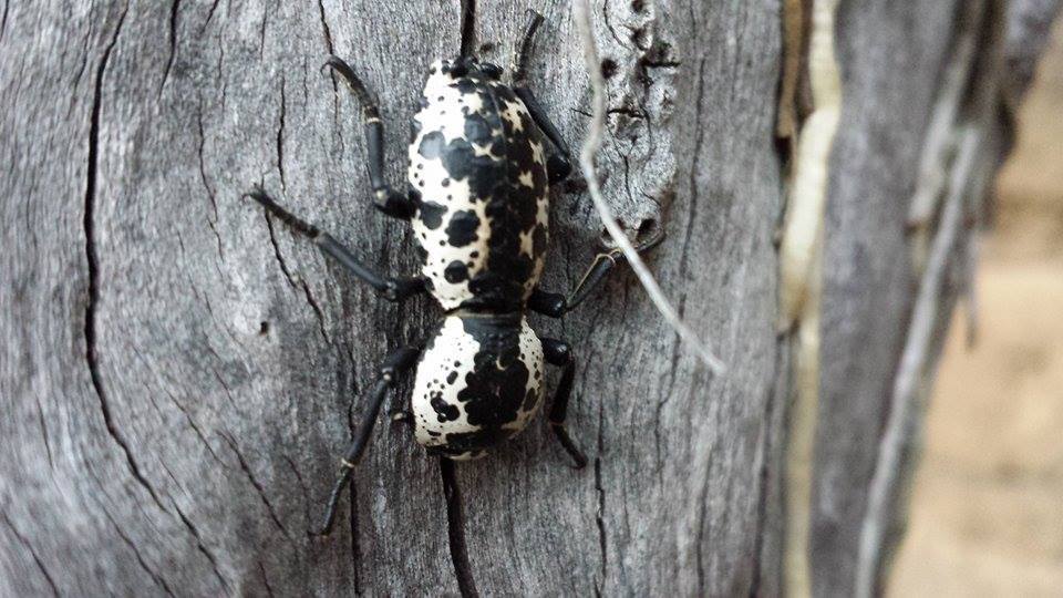 Zopherus nodulosus from Parque nacional el tepozteco on March 22, 2015 ...
