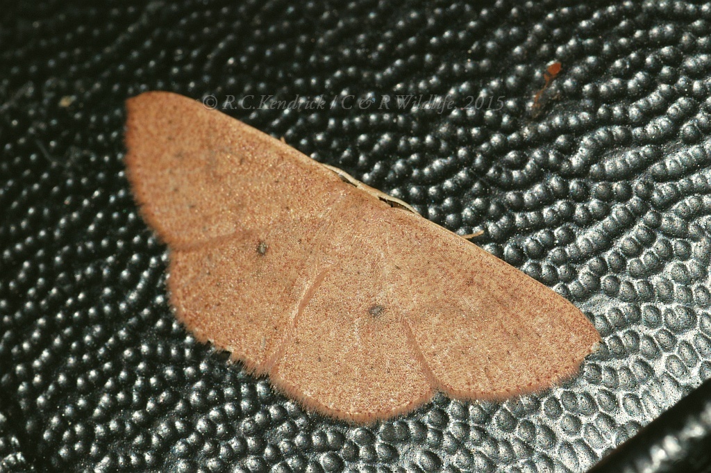 Perixera absconditaria from Ha Pak Nai Village, Yuen Long, Hong Kong on ...