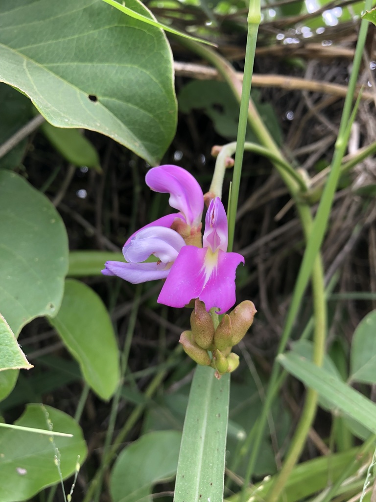 Beach Bean from Colonia 3, Ciudad Victoria, TAMPS, MX on November 04 ...