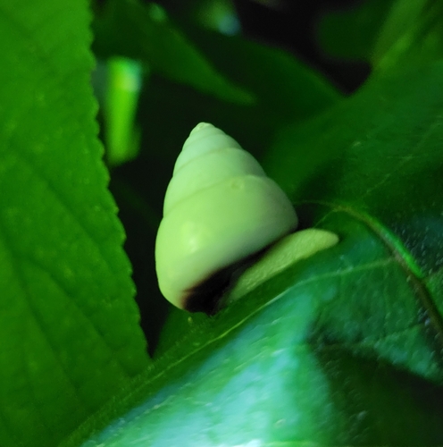 Satsuma insignis · iNaturalist