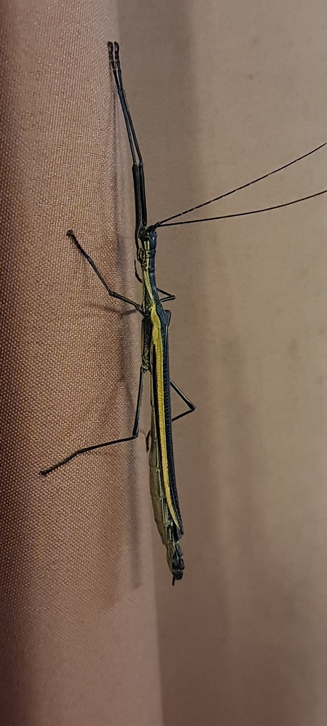 Paraphasma laterale from Praia de Camburí, São Sebastião - SP, 11600 ...