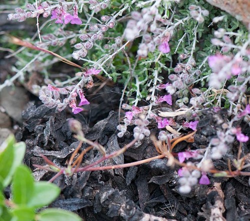 Subspecies Teucrium marum marum#N# · iNaturalist