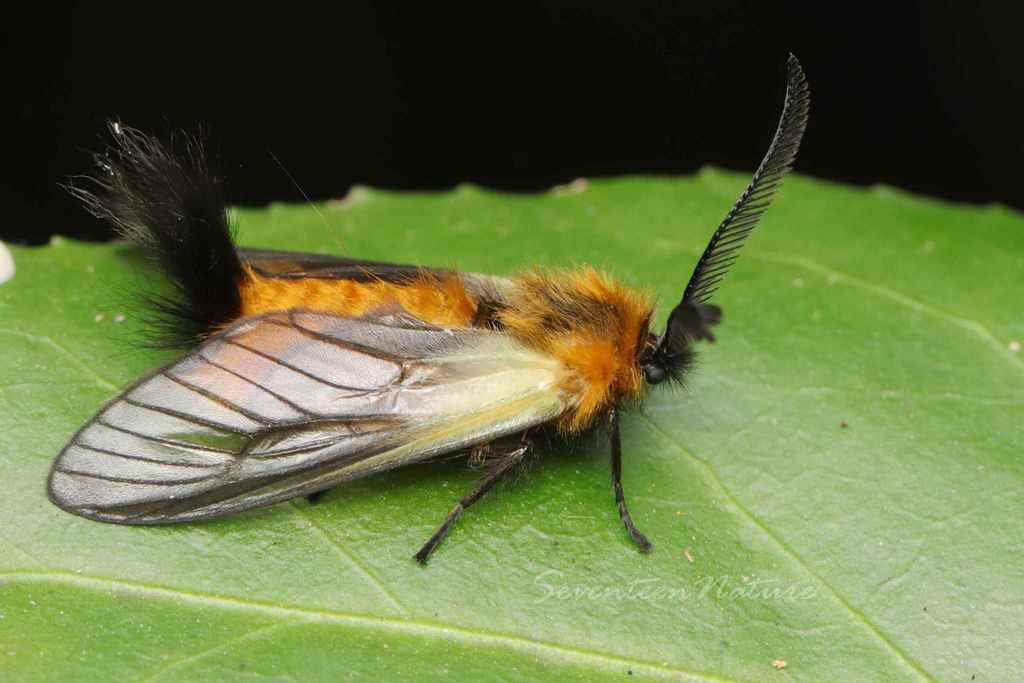 Euonymus Leaf Notcher from 中国江苏省南京市玄武区 on November 4, 2021 at 02:41 PM ...
