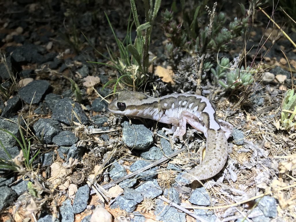 Ranges Stone Gecko in November 2021 by Bruce Edley. The second ...
