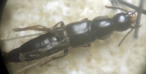 Quedius maurus · iNaturalist
