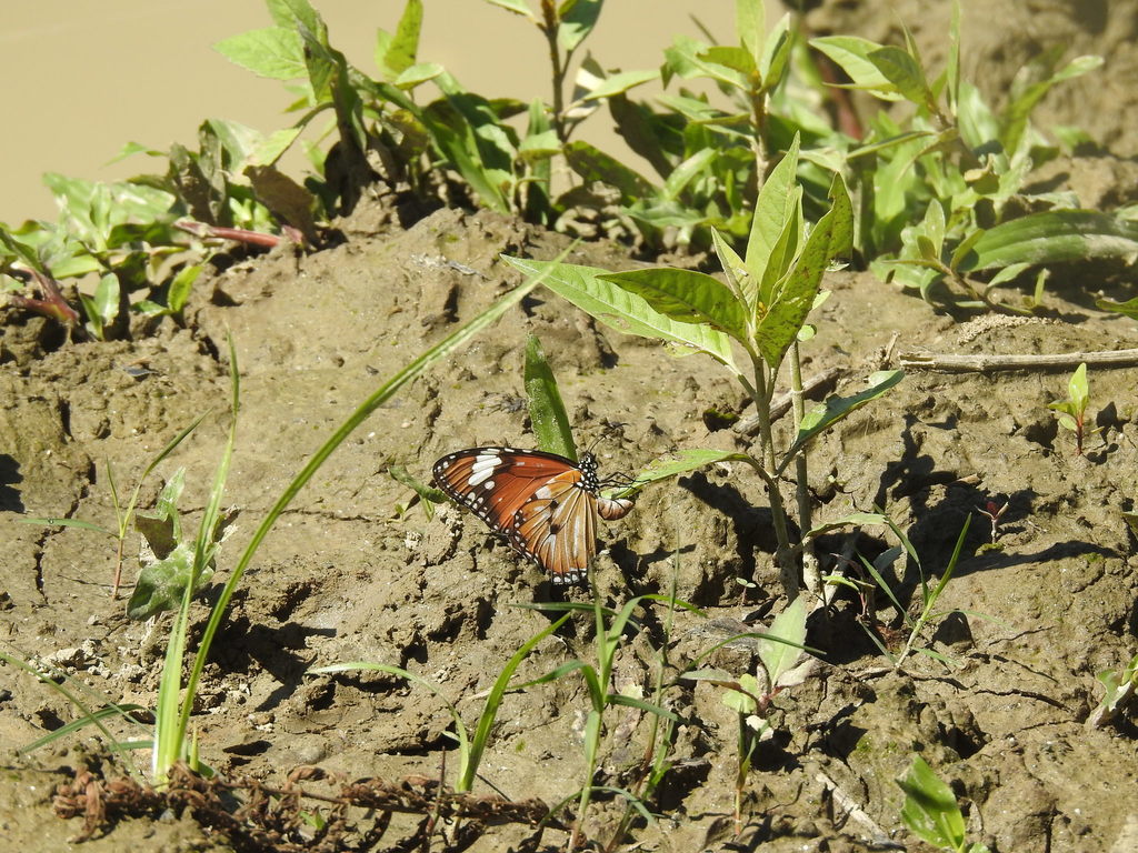 Plain Tiger Butterfly from Pinrang, Sulawesi Selatan, Indonesia on ...