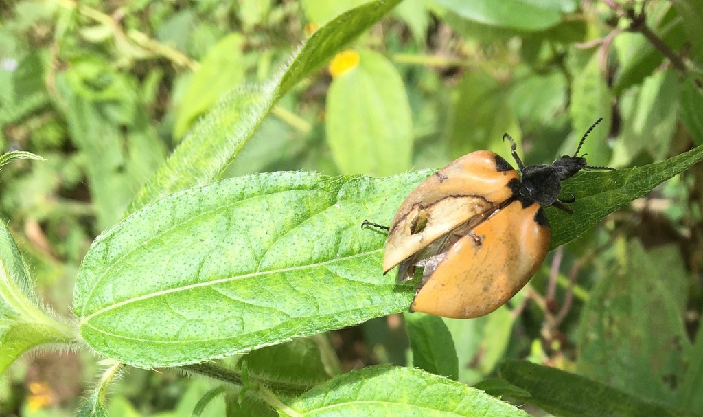 Chalcas fumata from Andres Eloy Blanco, 3028, Lara, Venezuela on ...