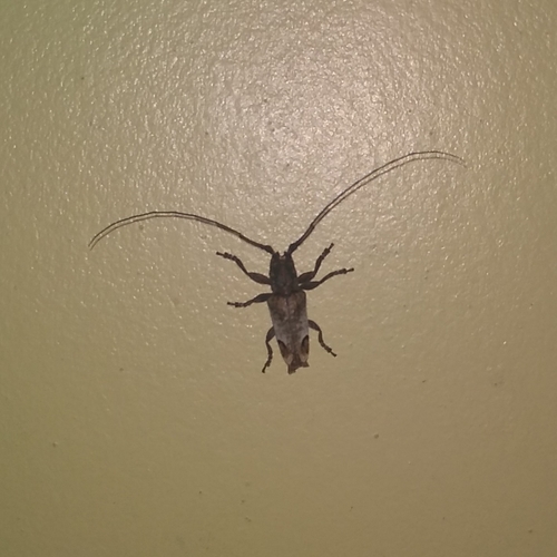 Trestonia capreola · iNaturalist