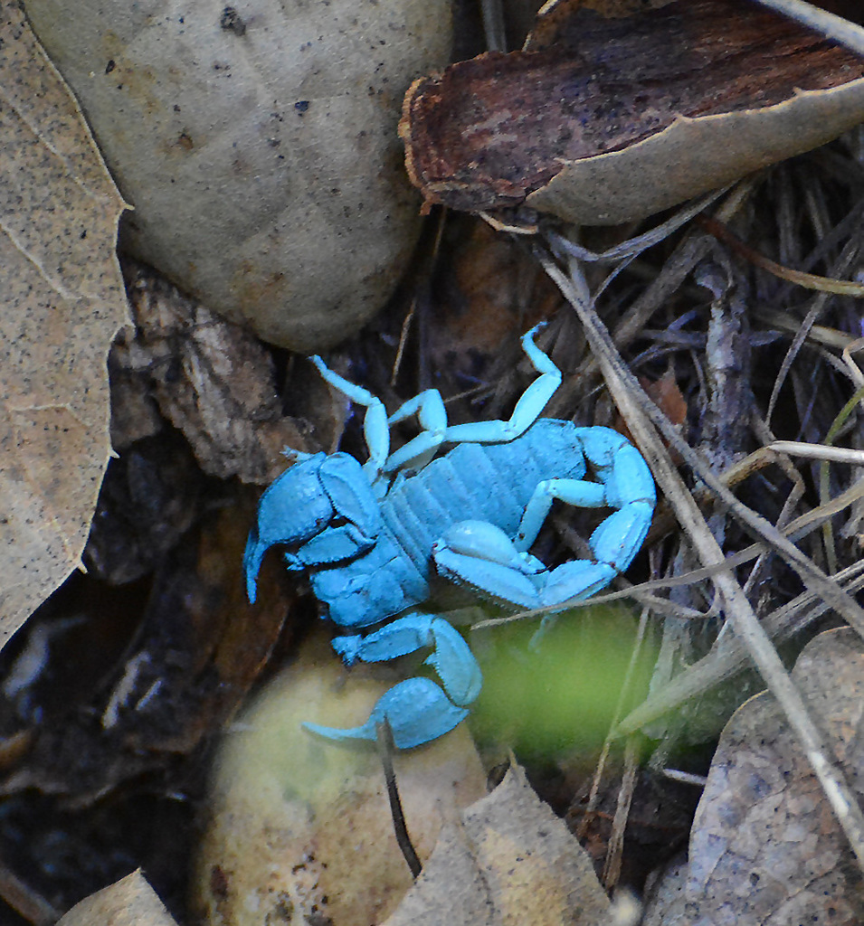 Western Forest Scorpion from Mt. Diablo State Park: Falcon Loop on ...