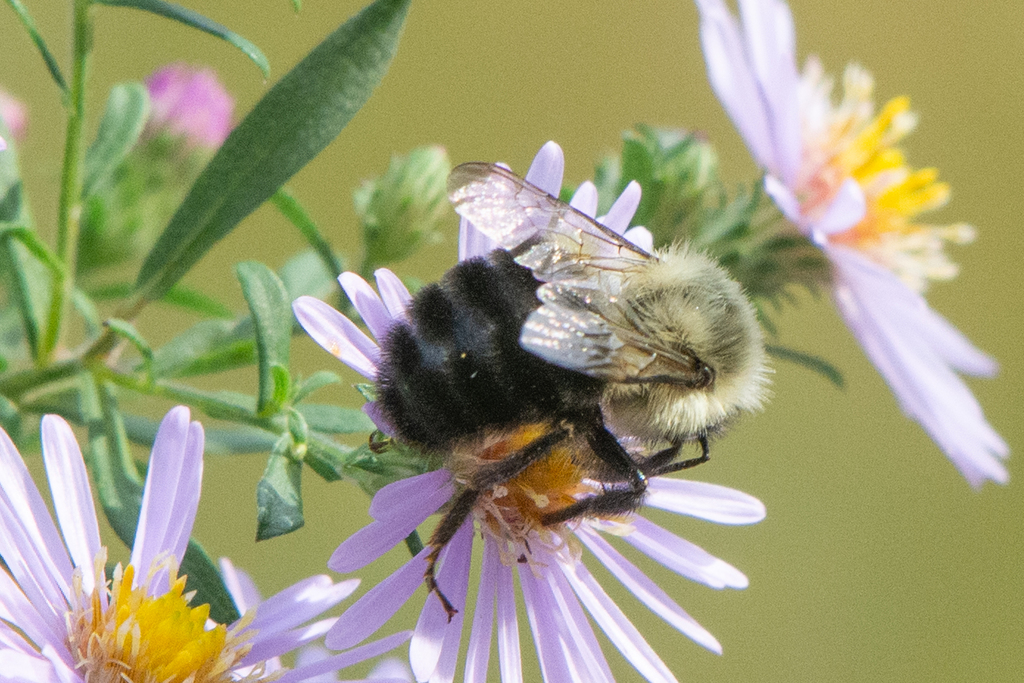 Common Eastern Bumble Bee from Ward Bayou WMA, Jackson County, MS, USA ...