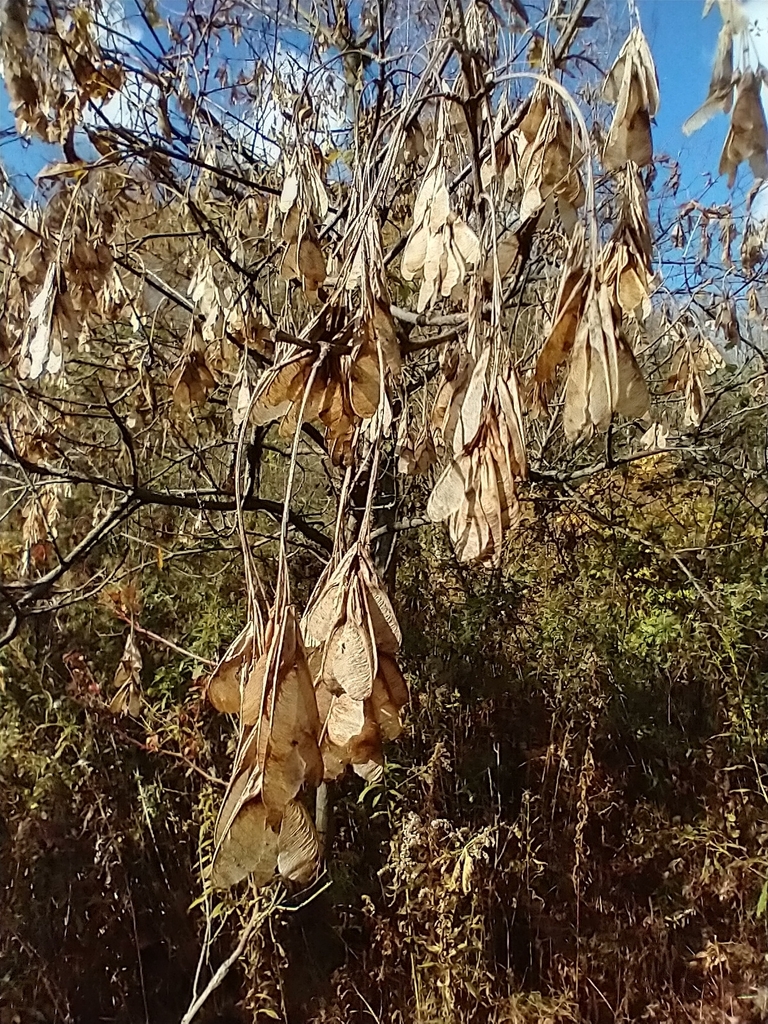 box elder from Elma Center, NY 14059, USA on November 05, 2021 at 12:30 ...