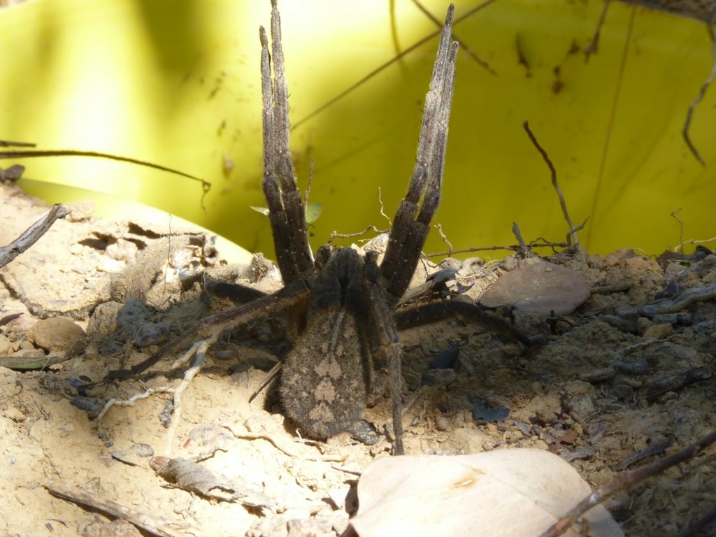 Phoneutria eickstedtae from Planaltina, Brasília - DF, Brasil on July ...