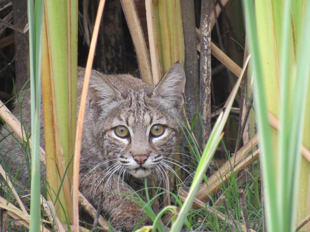 Bobcat from 37696 Gto., México on March 29, 2021 at 08:57 AM by Silvia ...