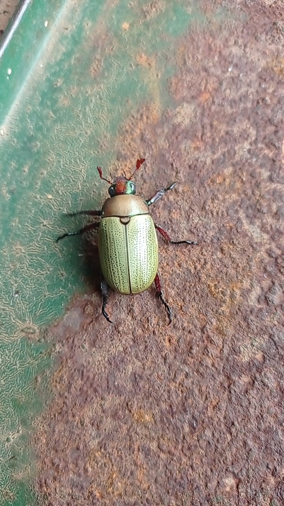 Precious Metal Scarabs from Candangolândia, Brasília - DF, 70297-400 ...