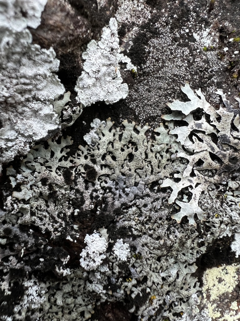 Rock Axil-bristle Lichen in November 2021 by John Thayer · iNaturalist
