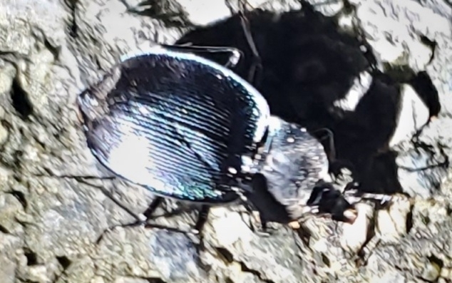 Large-thoraxed Snail-eating Beetle from Calvert Beach-Long Beach, MD ...