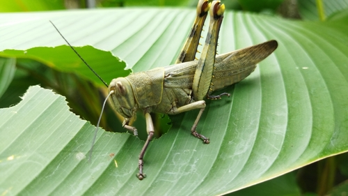 Subspecies Valanga nigricornis lombokensis · iNaturalist