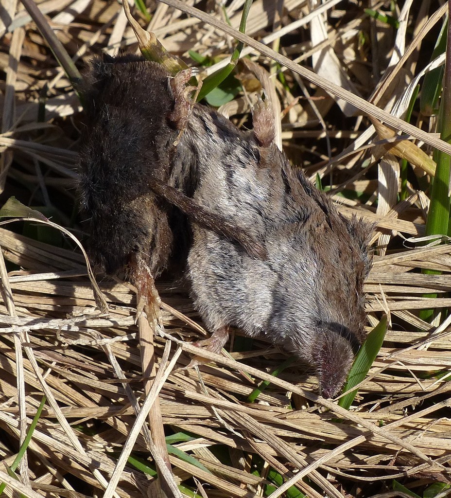 North American Least Shrew from Swan Harbor Farm, MD on March 29, 2015 ...