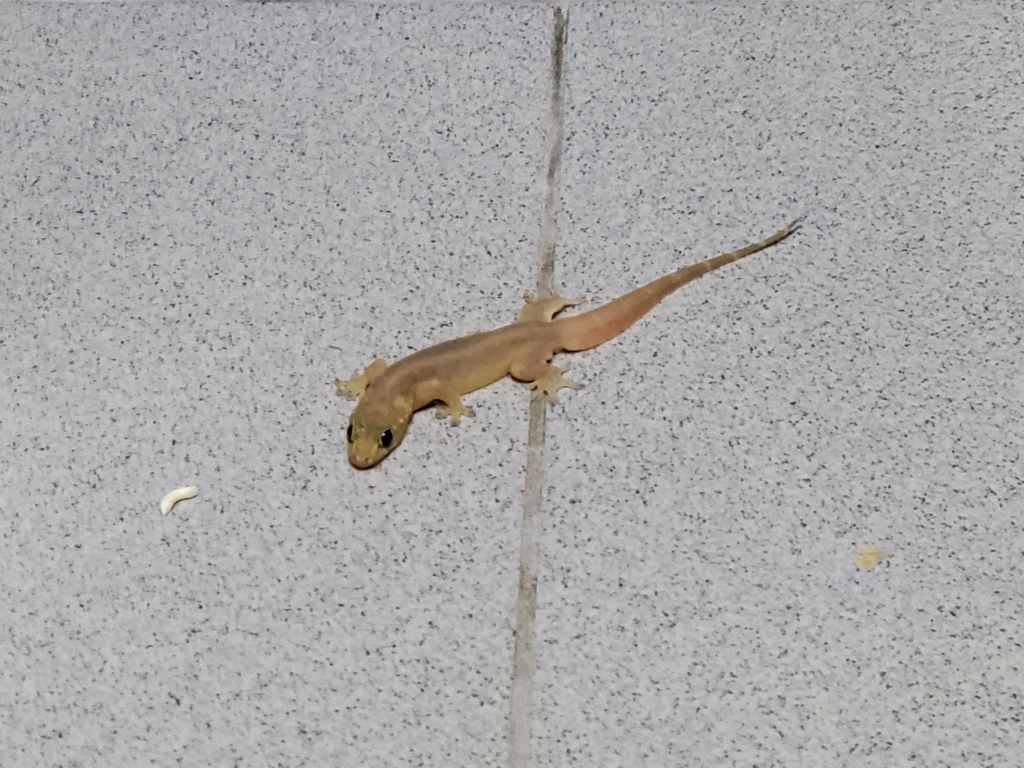 Common Four-clawed Gecko from 香港觀塘區 on July 03, 2021 at 09:43 PM by ...