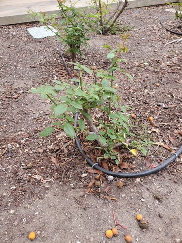 Observations by jaggerjoyner · iNaturalist