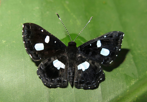 Calydna catana · iNaturalist United Kingdom