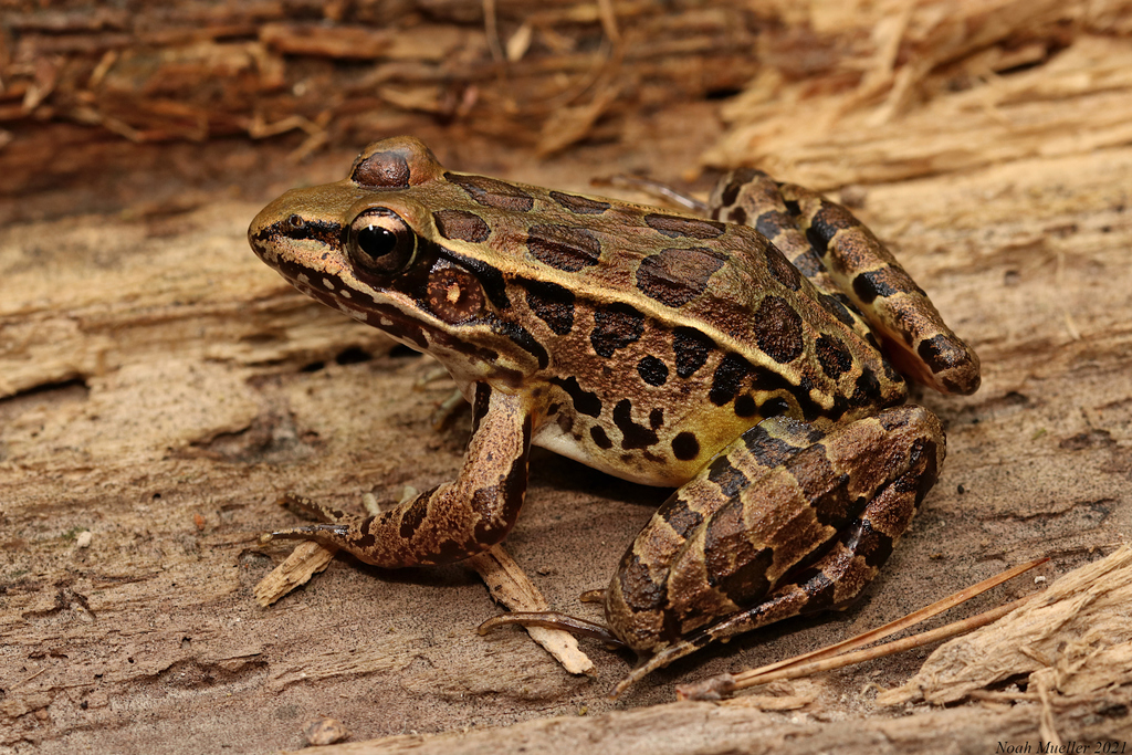 American Water Frogs in October 2021 by captainjack0000 · iNaturalist