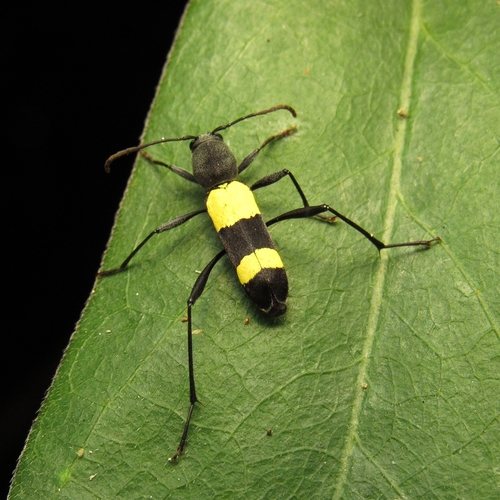 Mecometopus bicinctus · iNaturalist