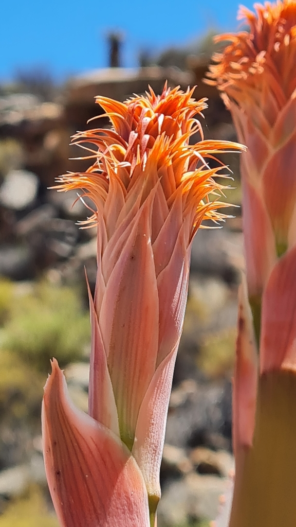 Clanwilliam aloe from Cape Winelands, ZA-WC, ZA on November 6, 2021 at ...