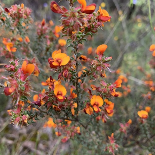 Observations by akasha · iNaturalist