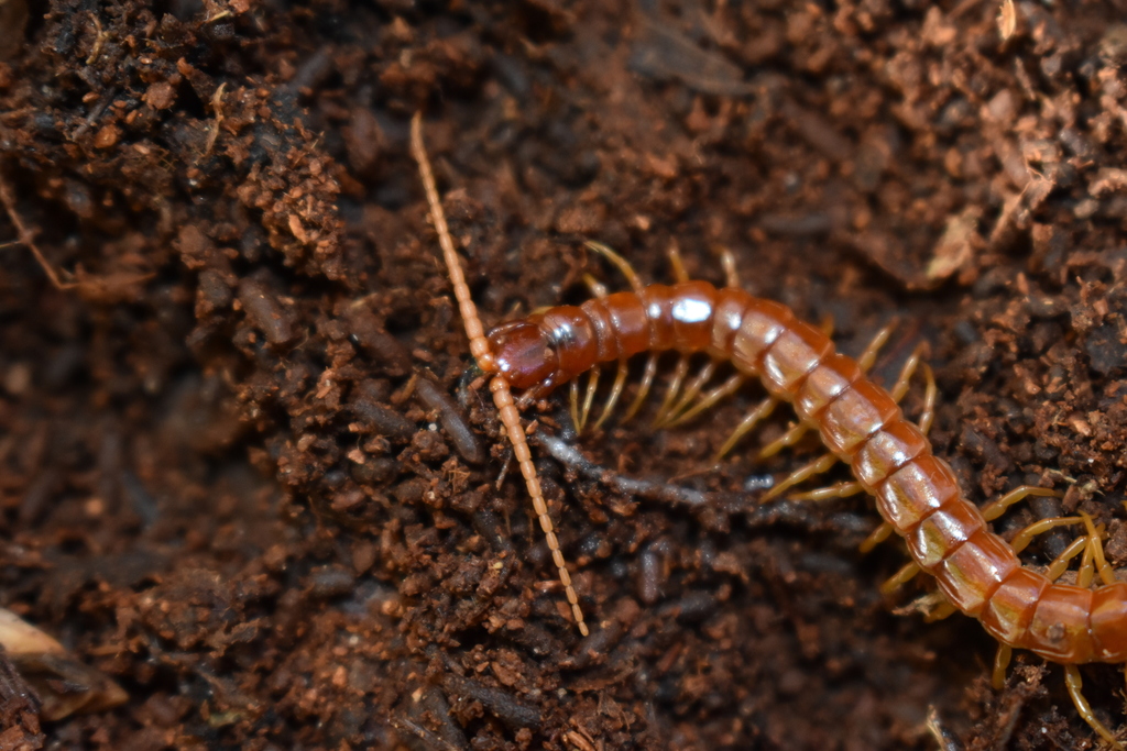 Eastern Red Centipede from Kingsport, TN, USA on November 6, 2021 at 11 ...