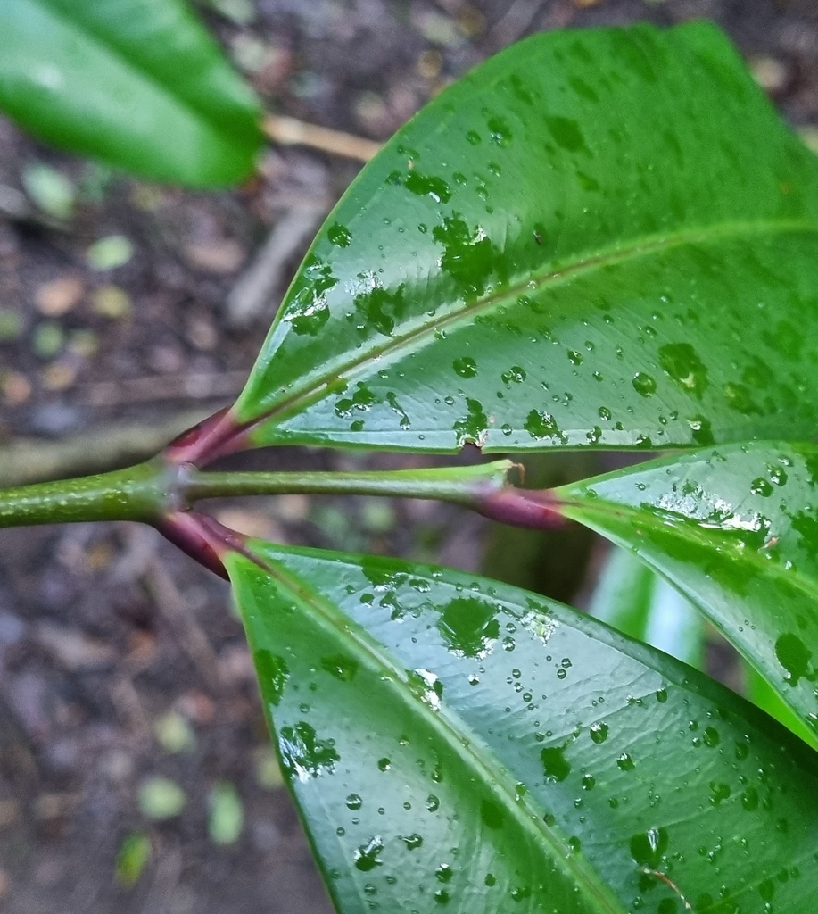 Coolamon Tree from Currumbin Valley QLD 4223, Australia on November 7 ...