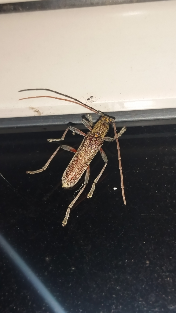 Lemon tree borer from Tairua, New Zealand on October 29, 2021 at 10:15 ...
