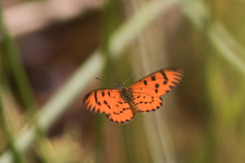 Acraea calida · NaturaLista Colombia