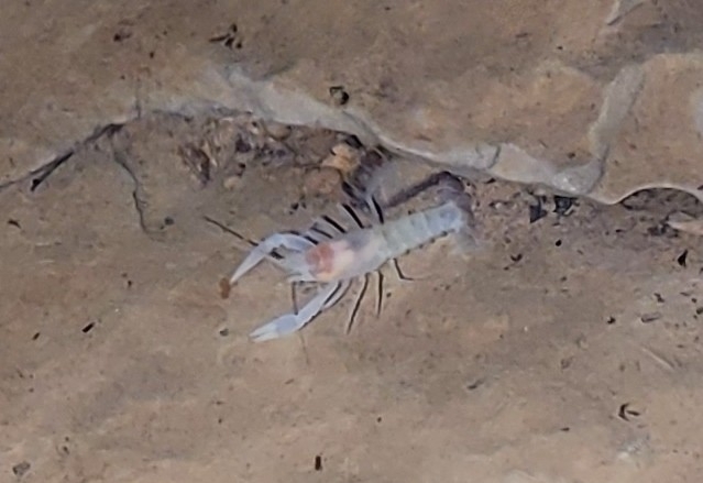 Mammoth Cave Crayfish in October 2021 by Christian DeCelle · iNaturalist