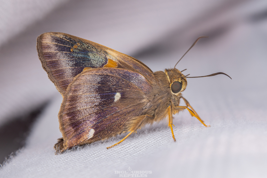 Common Awl in November 2021 by Artur Tomaszek · iNaturalist