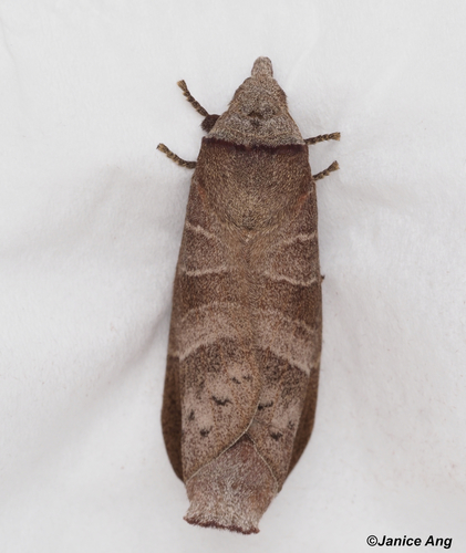 Observations by janice_ang · iNaturalist