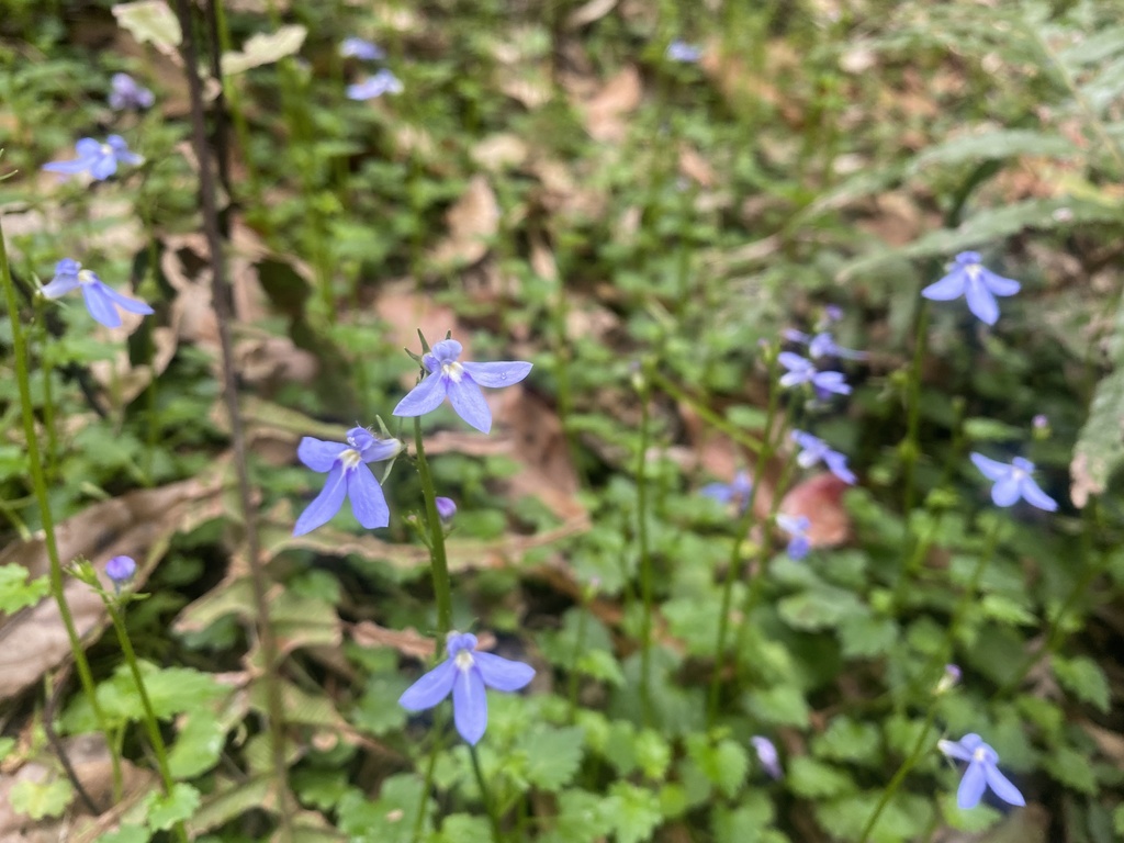 forest lobelia from Kondalilla Falls, Montville, QLD, AU on November 7 ...
