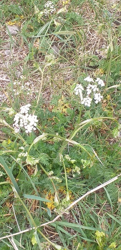 Observations by urgamal · iNaturalist