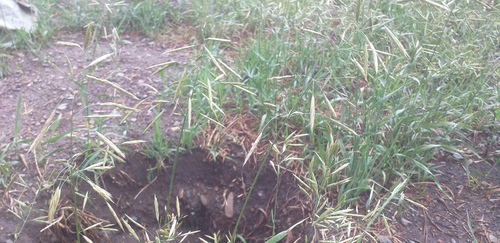 Observations by urgamal · iNaturalist