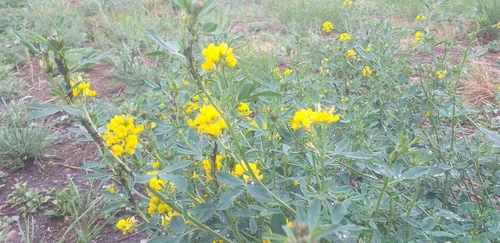 Observations by urgamal · iNaturalist