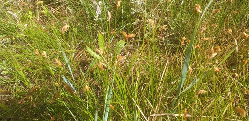 Observations by urgamal · iNaturalist